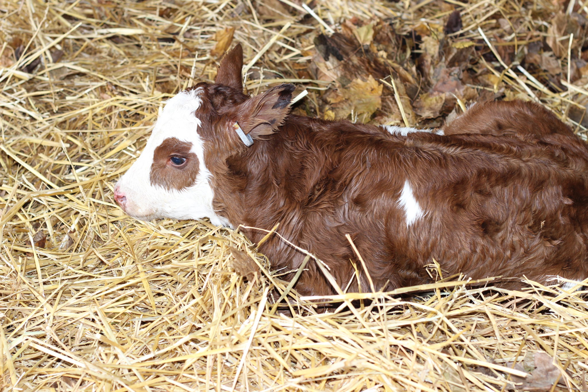 New baby calves and raw milk! - Clover Creek Cheese Cellar